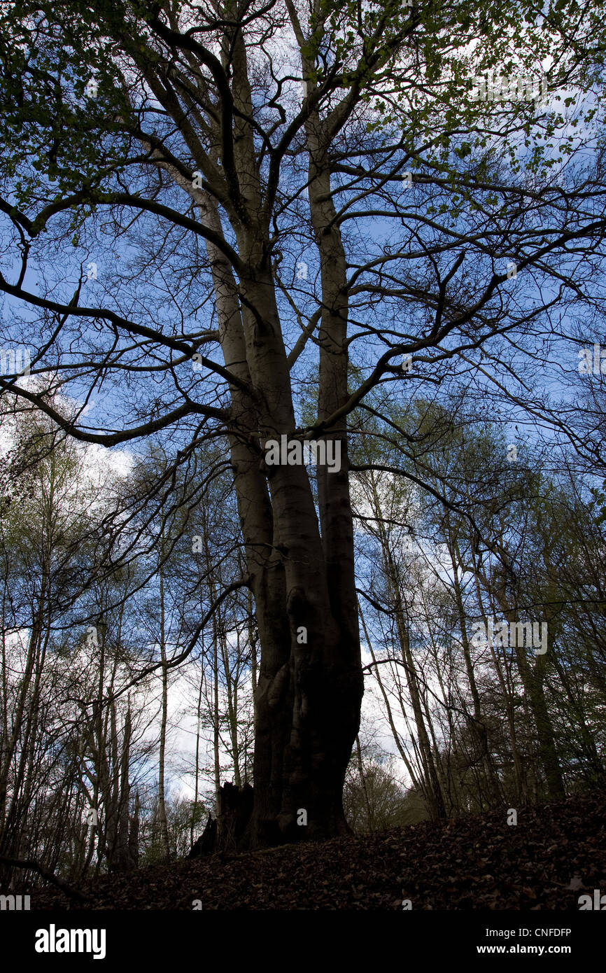 Ancient old trees woodland Epping Forest Stock Photo - Alamy