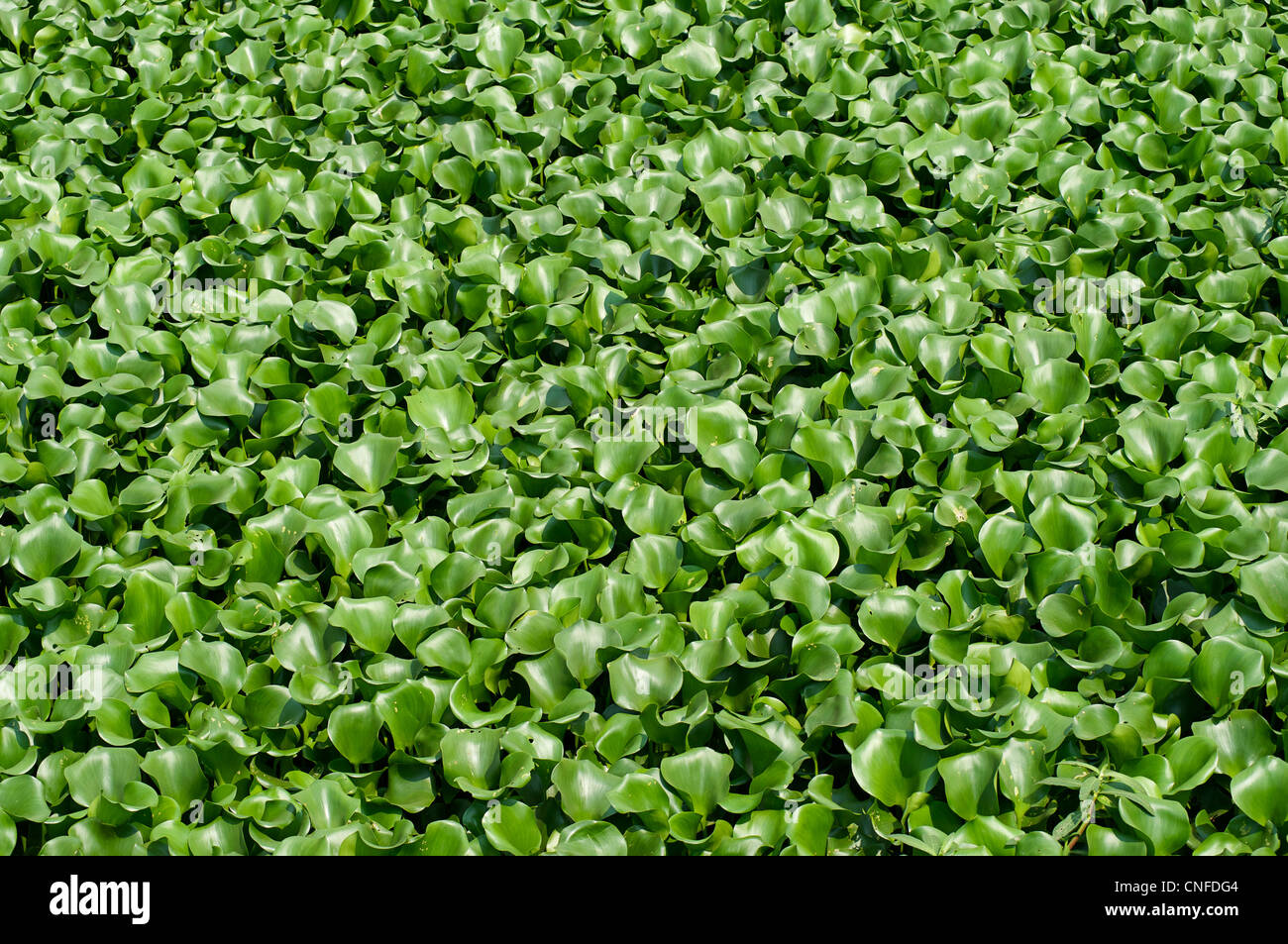 Freshwater aquatic plants in hi-res stock photography and images - Alamy