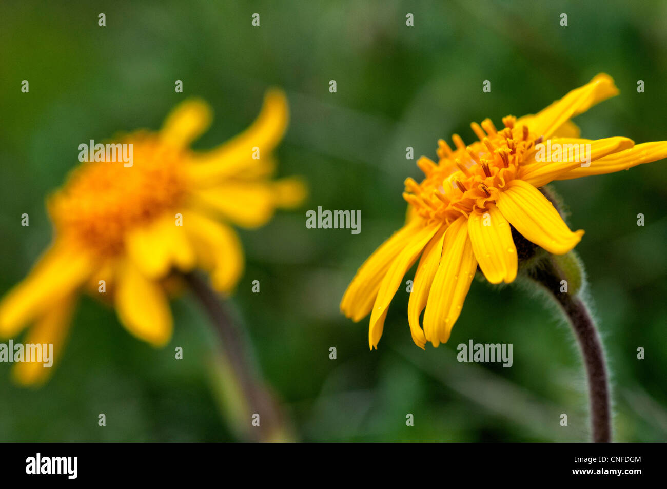 Alpine arnica hi-res stock photography and images - Alamy