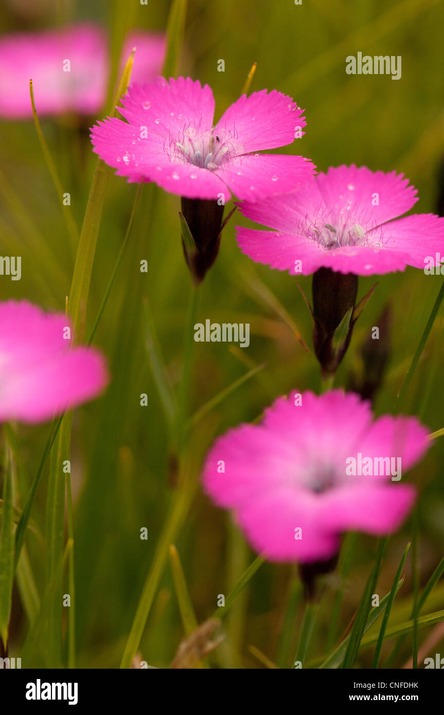 Rare Alpine Flower Stock Photos & Rare Alpine Flower Stock Images - Alamy