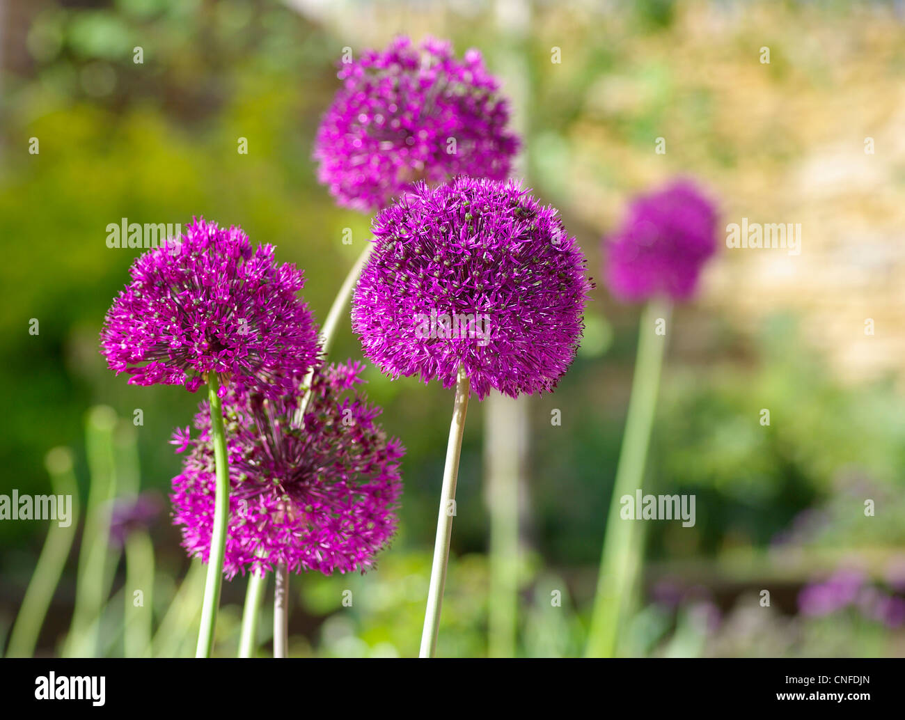 Allium aflatunense hi-res stock photography and images - Alamy