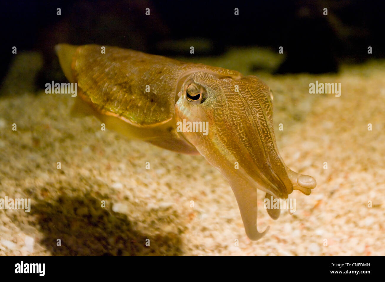 Pharaoh Cuttlefish, Sepia pharaonis Stock Photo - Alamy