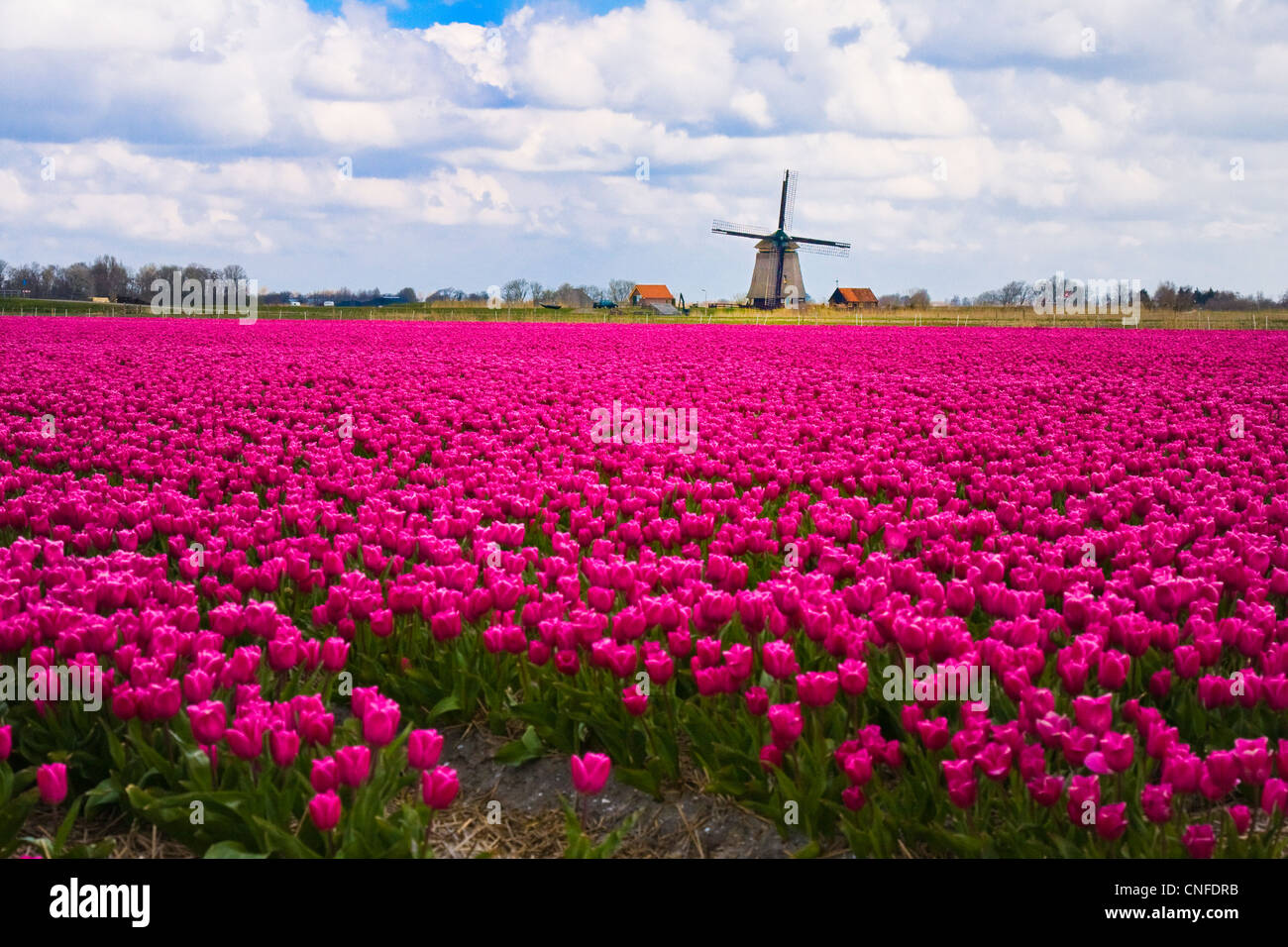 Windmill and Tulip fields near Egmond in North Holland, The Netherlands ...