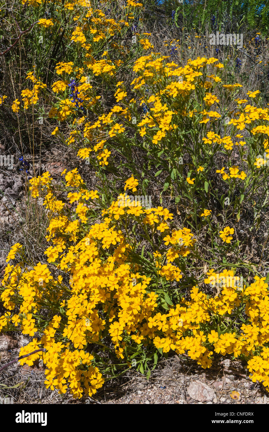 Woolly Paper Flower, Psilostrophe tagetina, in Big Bend National Park ...
