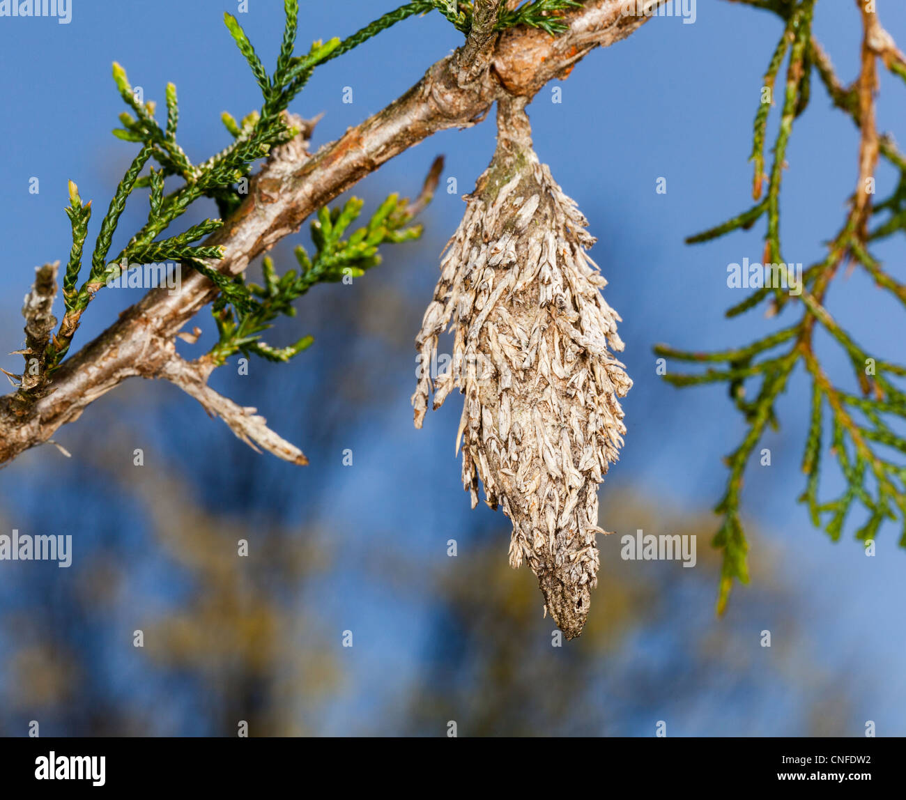 Pine bugs hi-res stock photography and images - Alamy