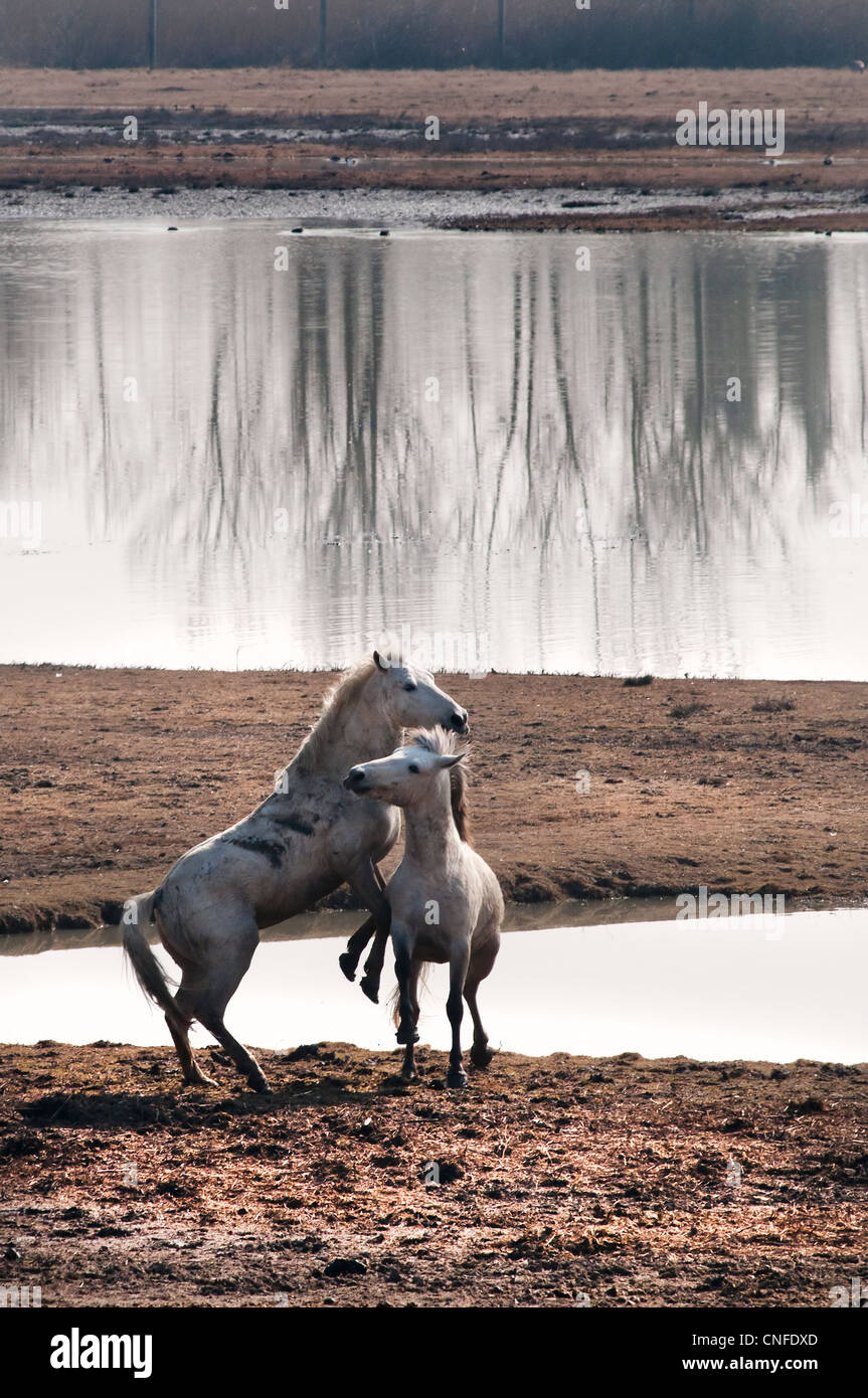 Equestrian wildlife hi-res stock photography and images - Alamy