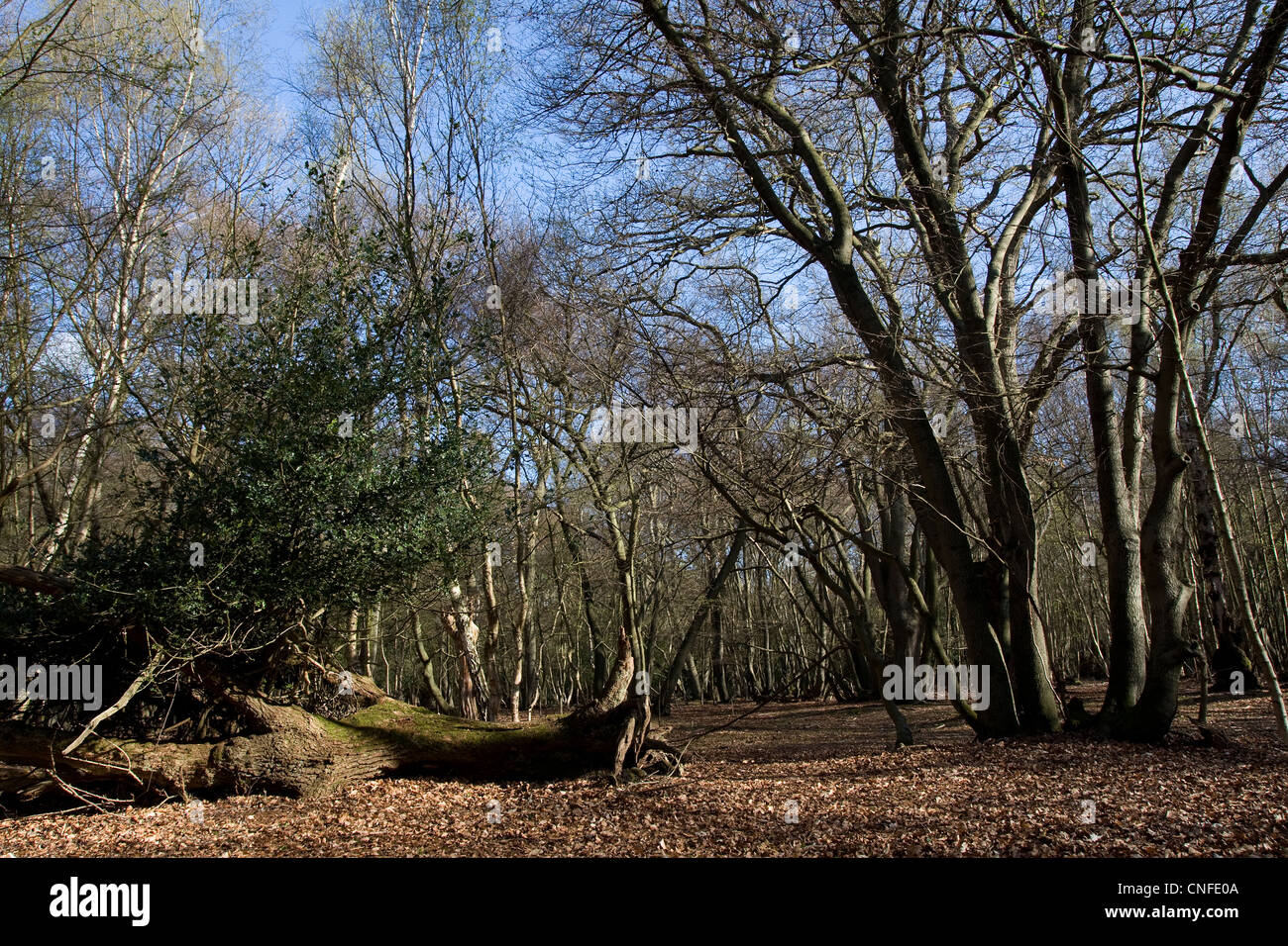 Ancient plantation woodland hi-res stock photography and images - Alamy