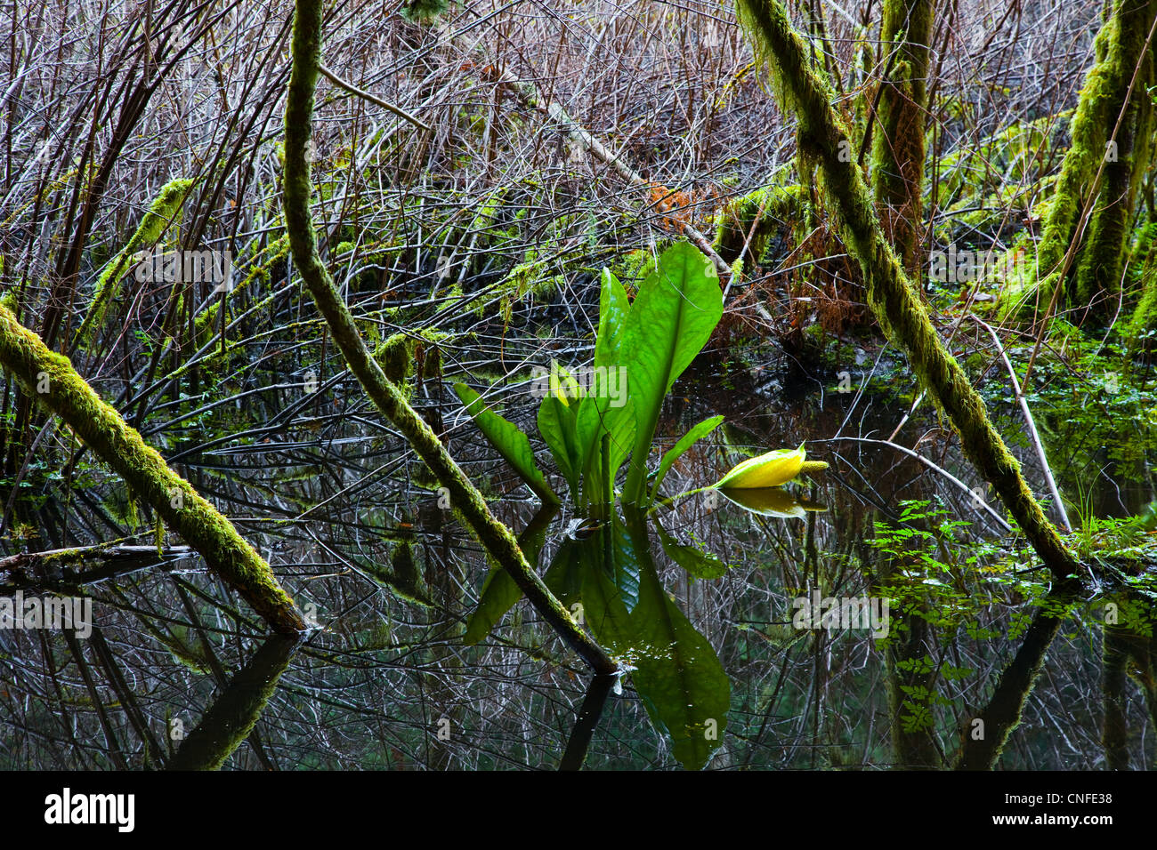 Skunk Cabbage growing in a rain forest swamp Stock Photo - Alamy