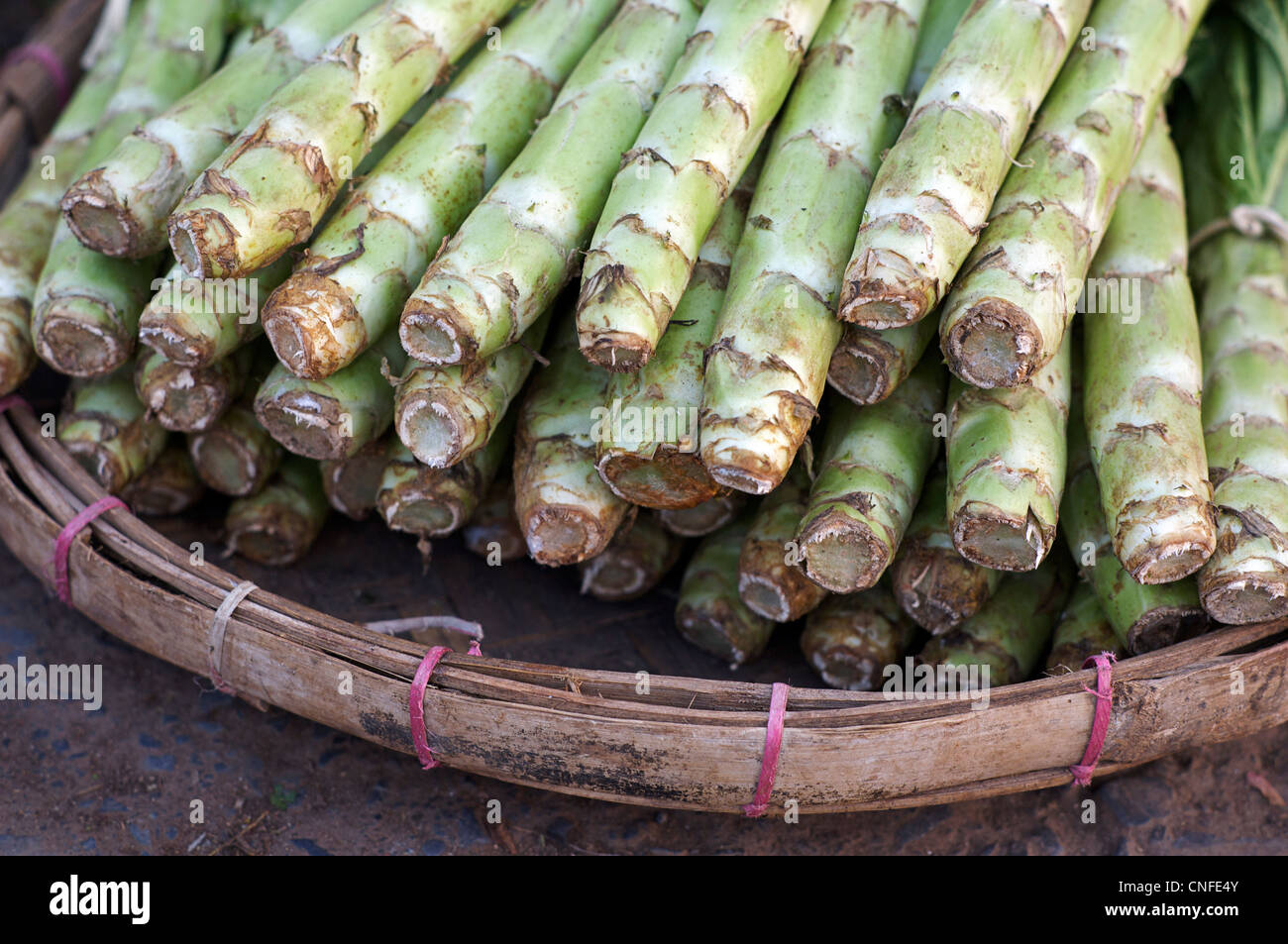 Burmese vegetable for sale at Pyin U Lwin market. Root of a grass ...