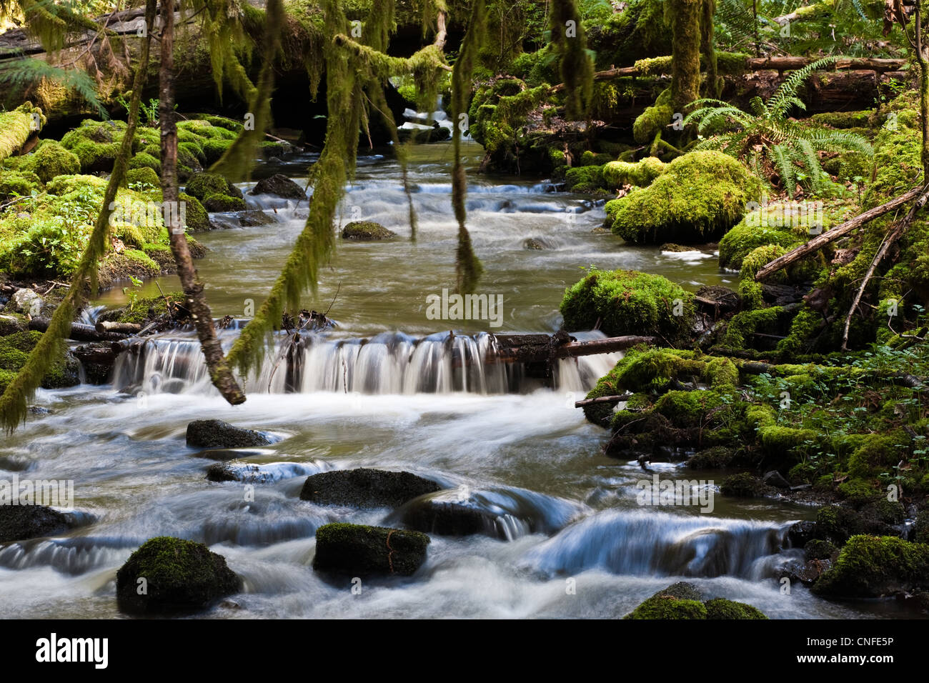 Stream flowing through a rain forest on Vancouver Island, Canada Stock ...