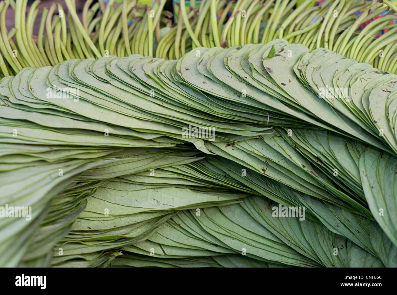Betel leaves for sale on a market stall, Burma. The betel leaf is ...