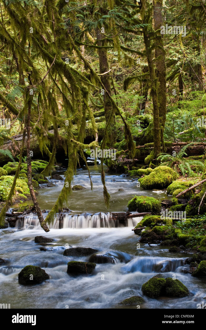 A creek flowing through a small valley in a temperate rain forest on ...