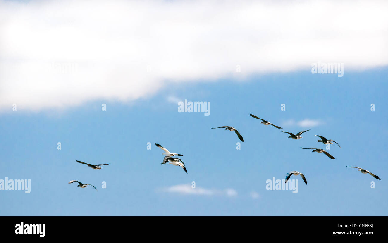 Flock of geese flying against a blue sky with white clouds Stock Photo ...