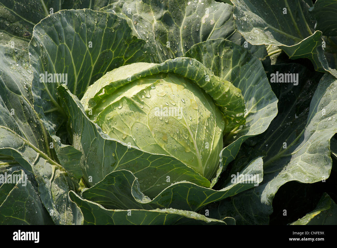 Freshly watered cabbage in cabbage patch Stock Photo - Alamy