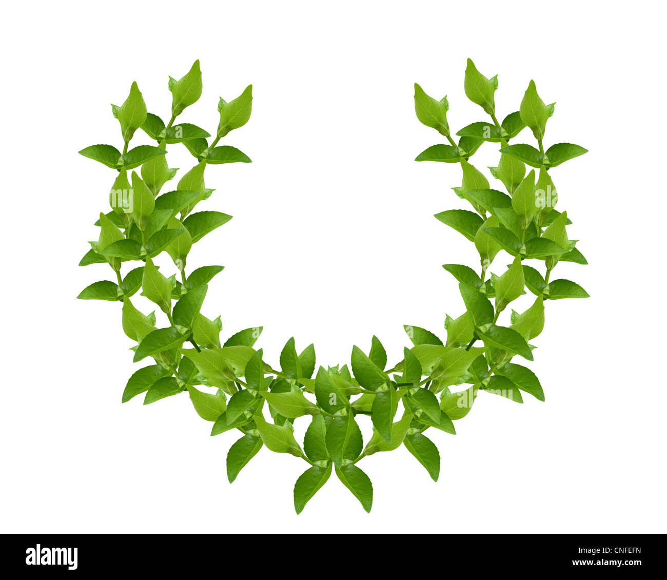 Olive wreath isolated on Cut Out Stock Images & Pictures - Alamy