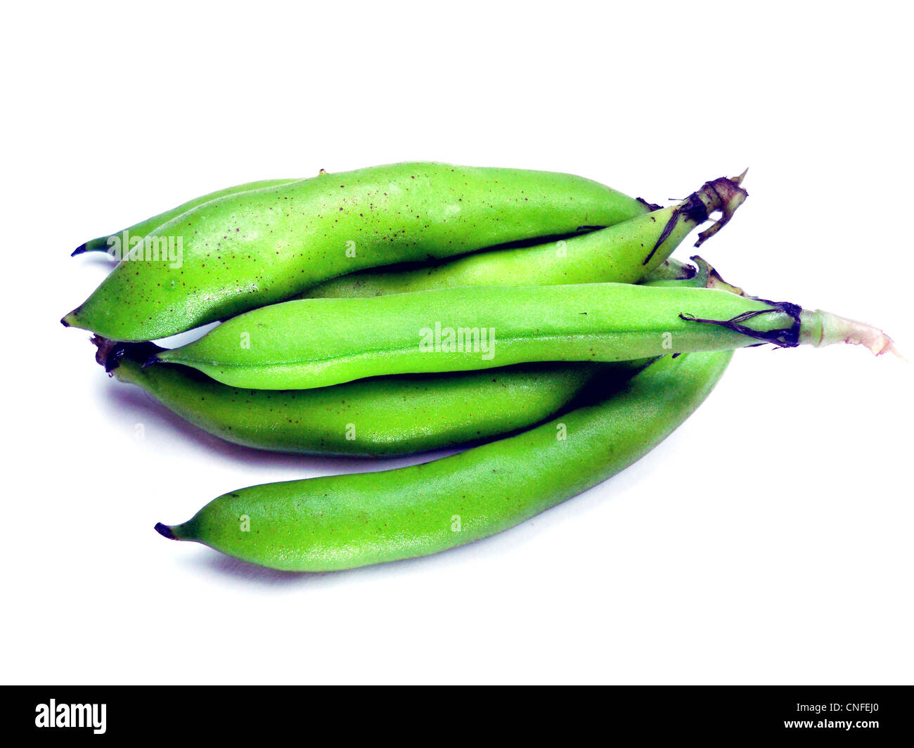 bunch of broad beans on a white background Stock Photo - Alamy