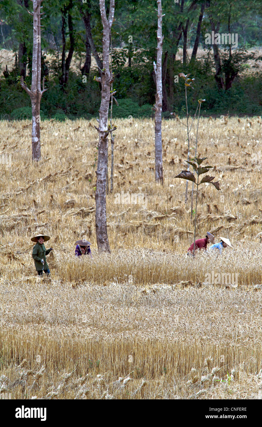 Shan State. Burmese villagers workng in the fields between Pyin Oo Lwin ...