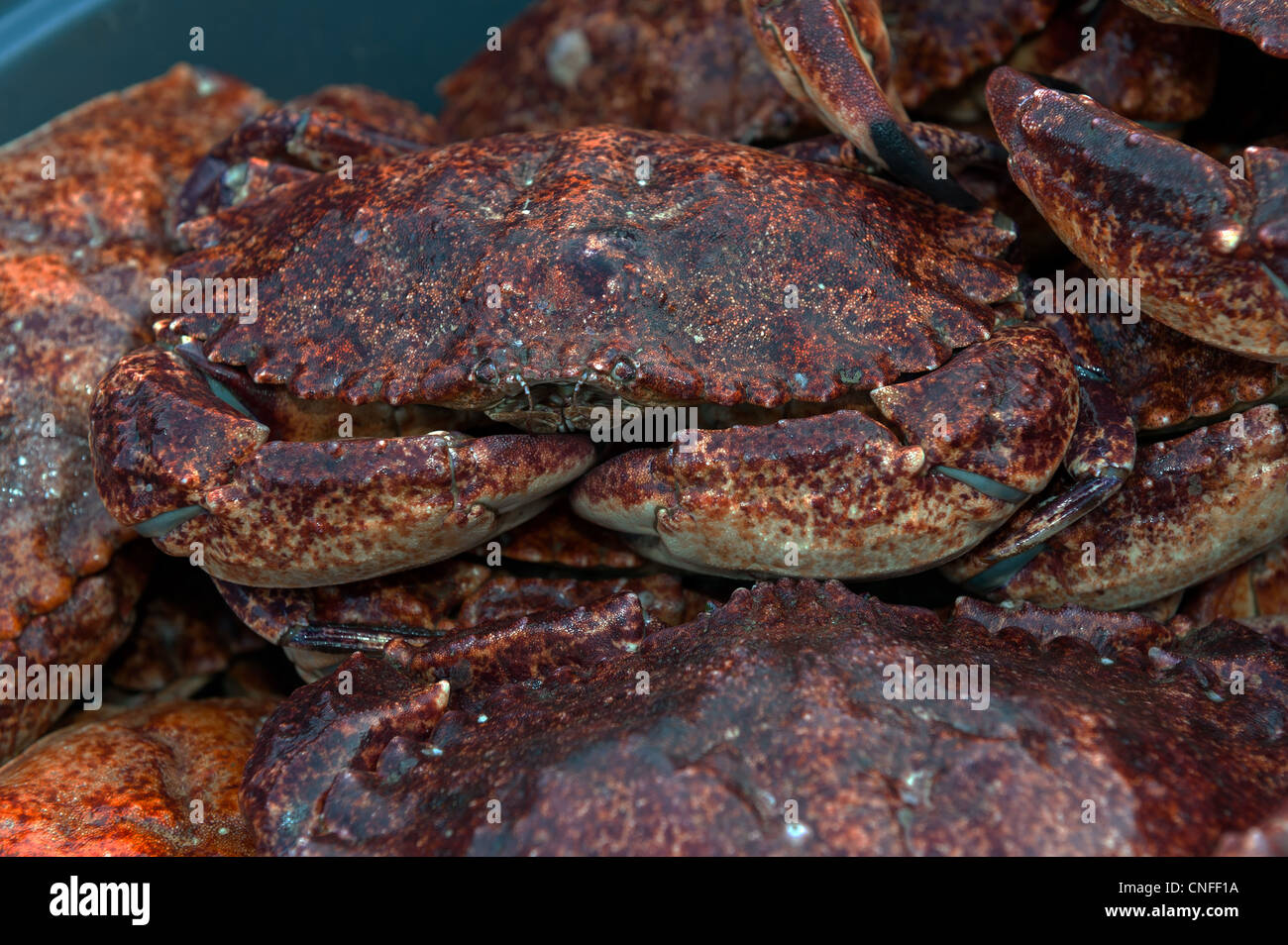 Crustacea decapoda brachyura hi-res stock photography and images - Alamy