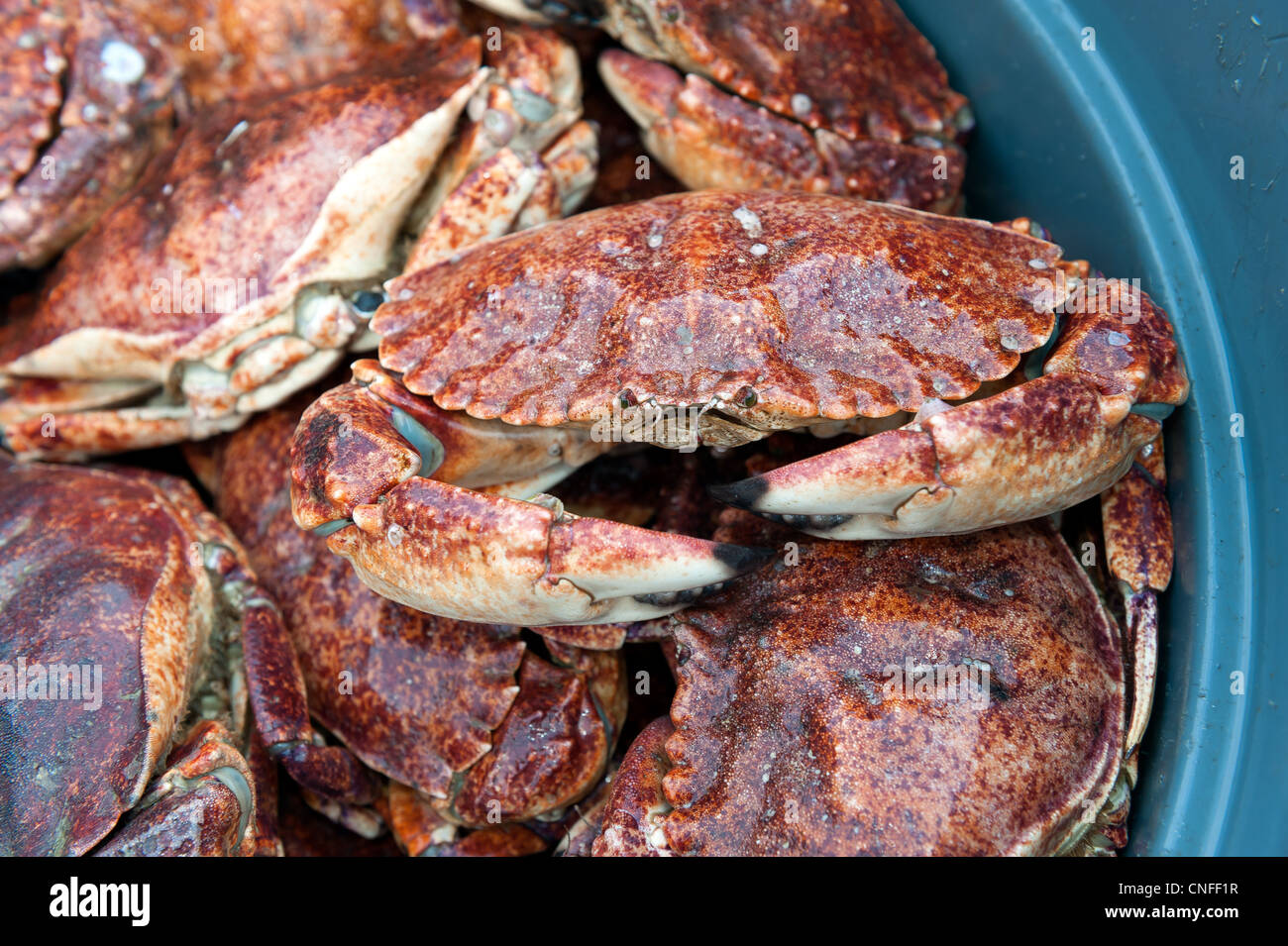 Fresh crabs right off the fishing boat ready to be delivered to local ...