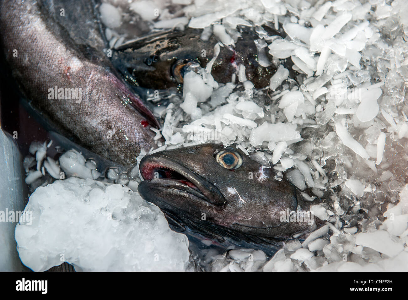 Black code, sablefish, on ice at the Santa Barbara fish market, ready ...
