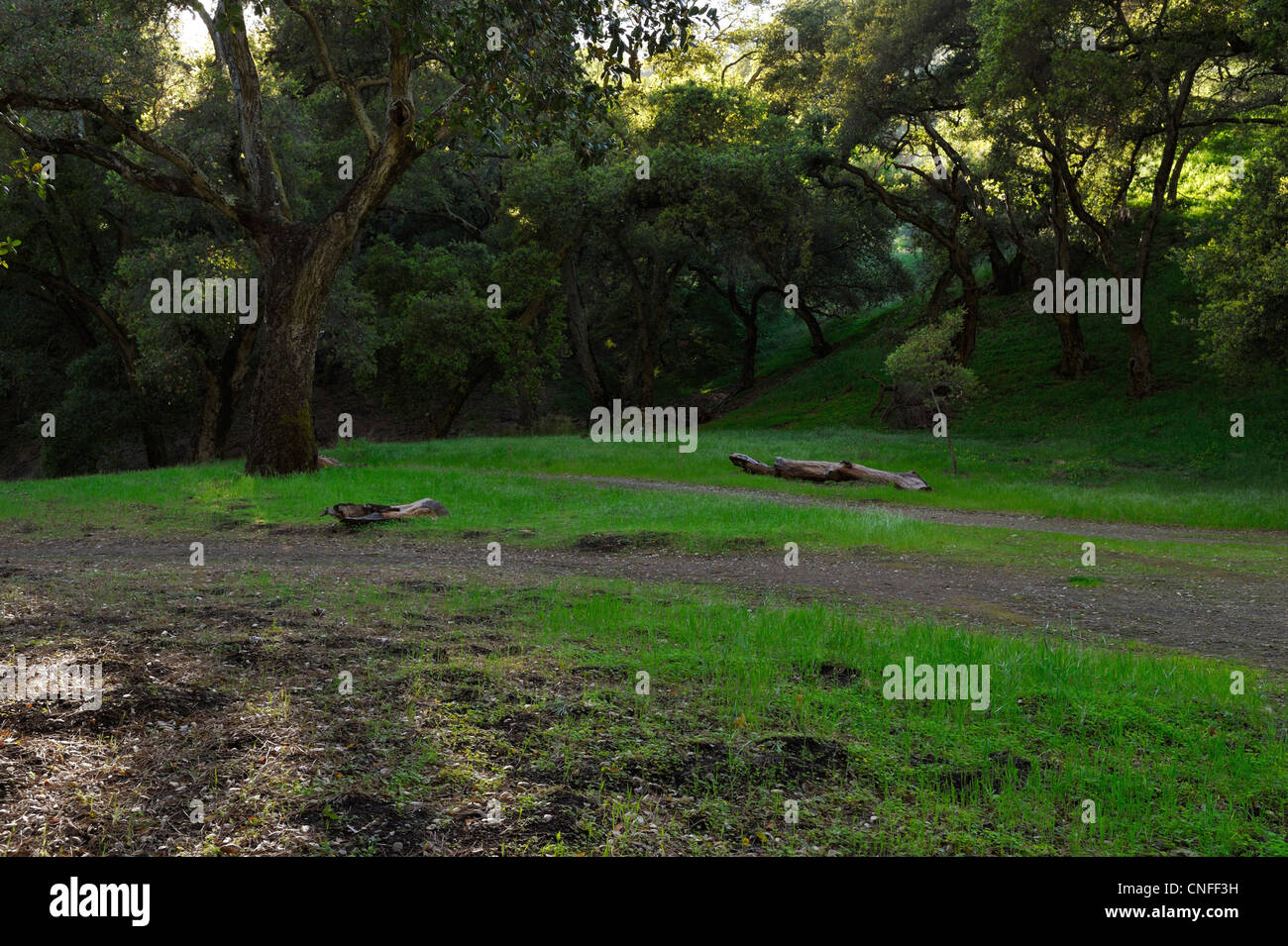 Alum Rock Park, San Jose CA Stock Photo - Alamy