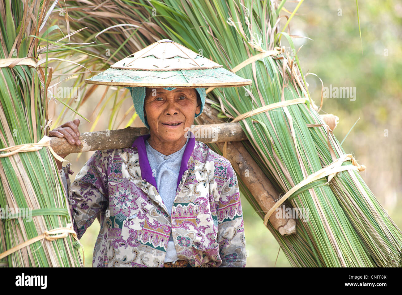 Elderly woman carrying a load of grasses on the road between Hsipaw and ...