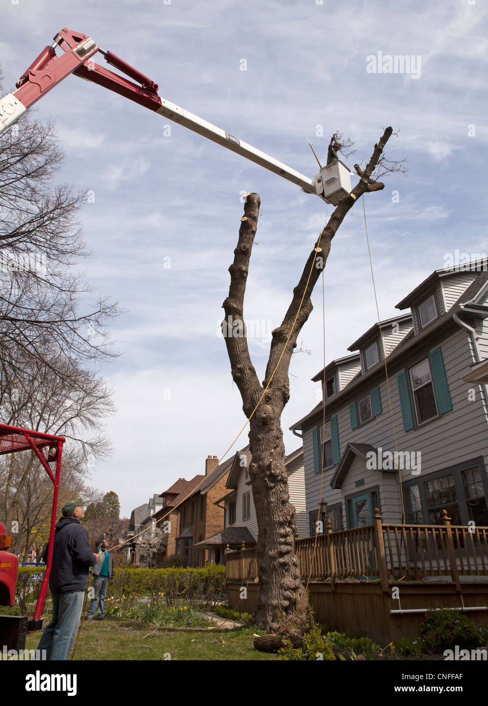 A tree is cut down in a front yard of a residence in the USA Stock ...
