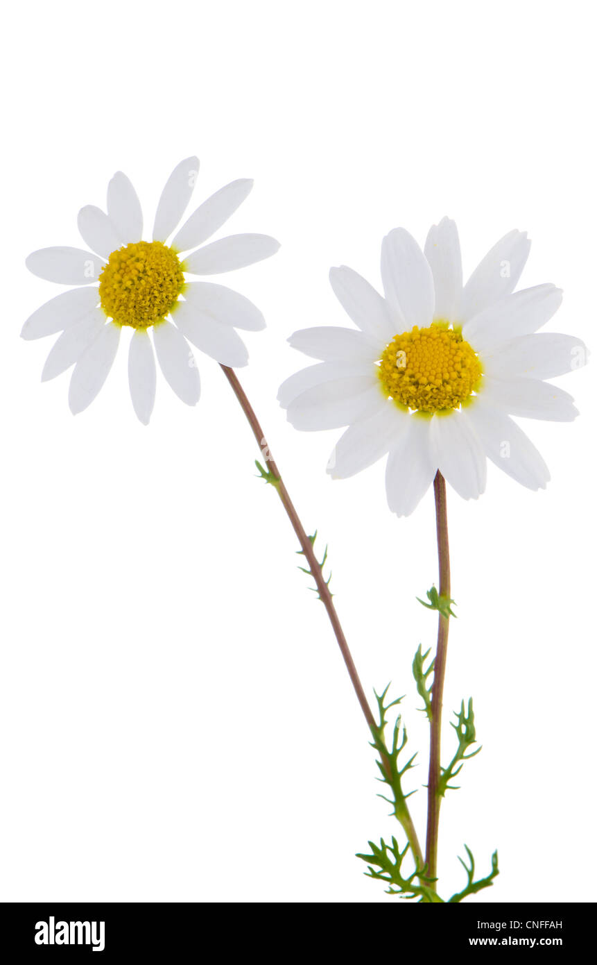 Profile view of beautiful daisy flowers isolated on white background ...
