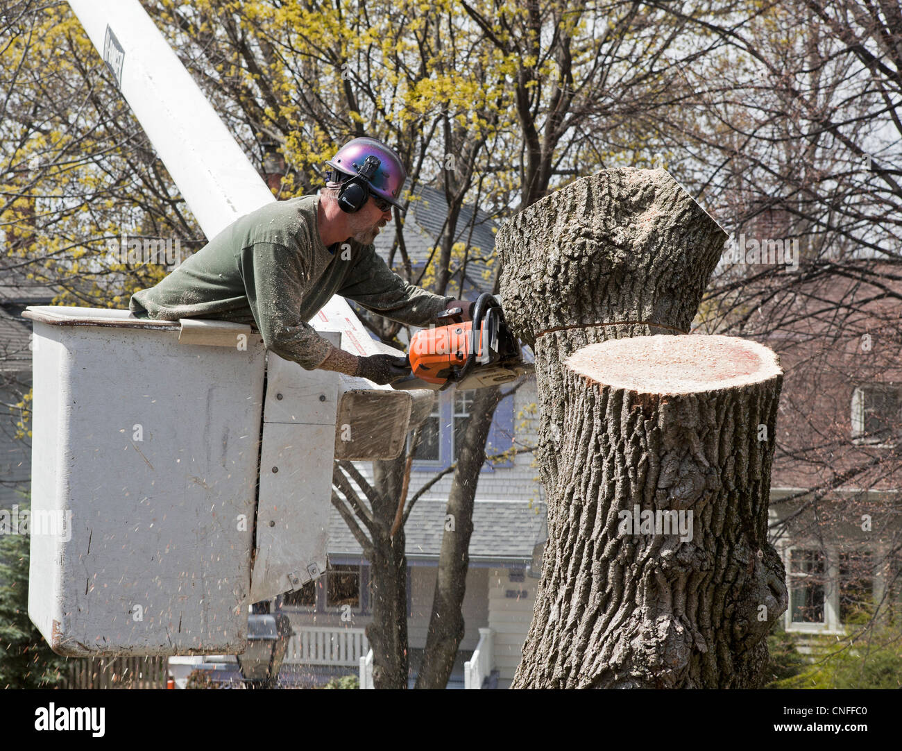 A tree is cut down in a front yard of a residence in the USA Stock ...