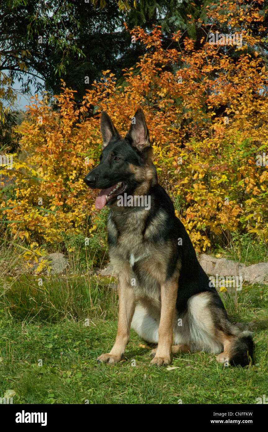 German shepherd sitting-autumn leaves Stock Photo - Alamy