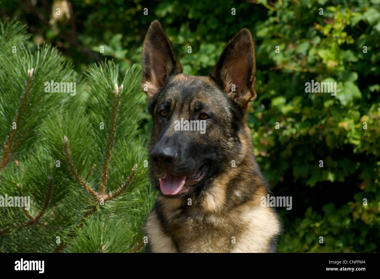 German shepherd head shot hi-res stock photography and images - Alamy