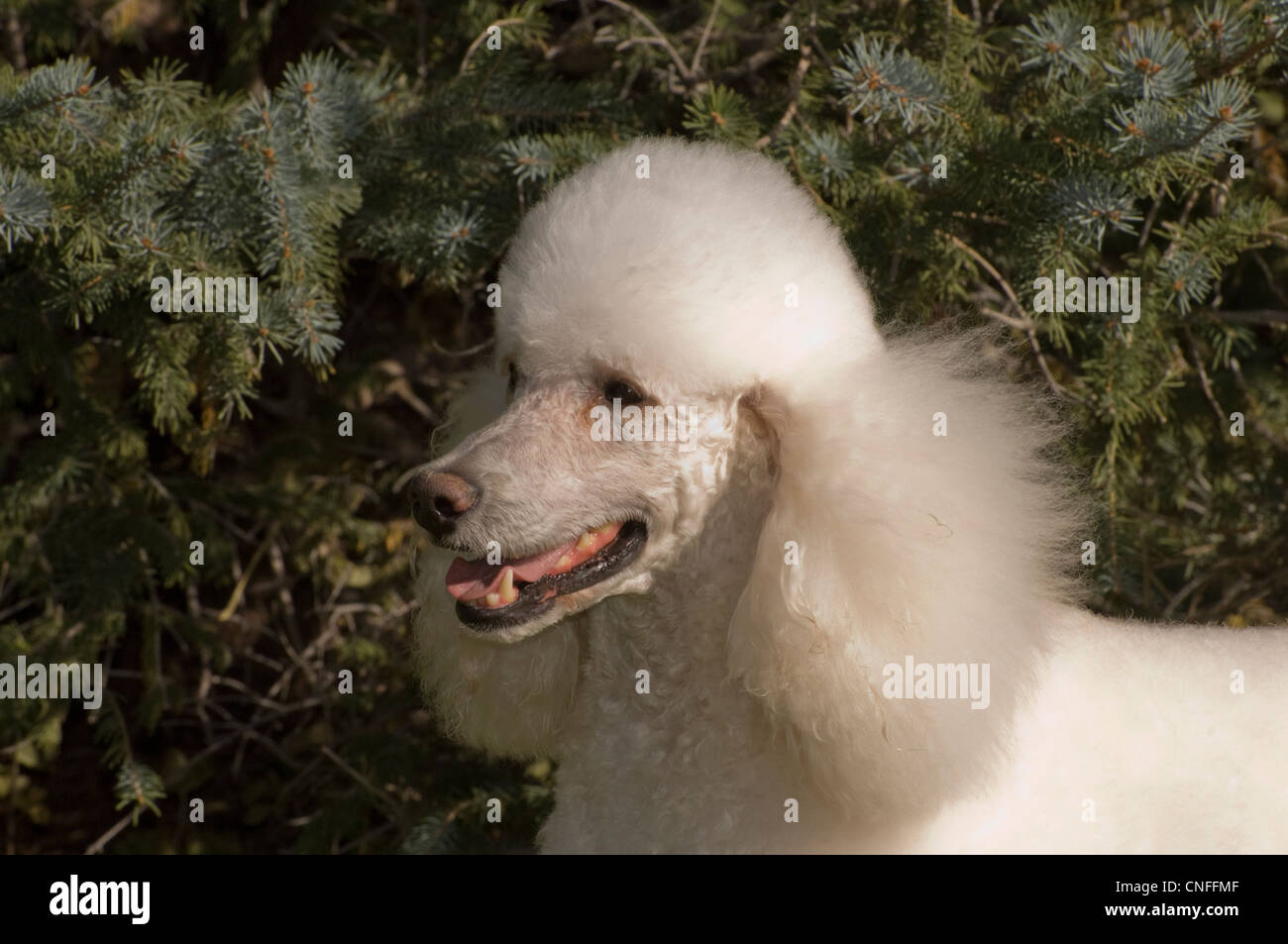 French Poodle Stock Photos & French Poodle Stock Images - Alamy