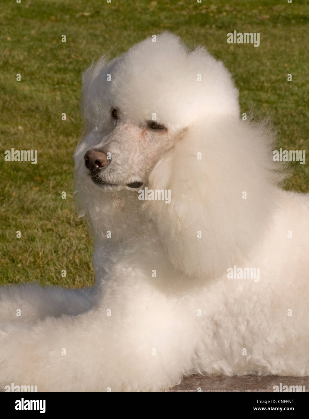 The French Poodle High Resolution Stock Photography and Images - Alamy