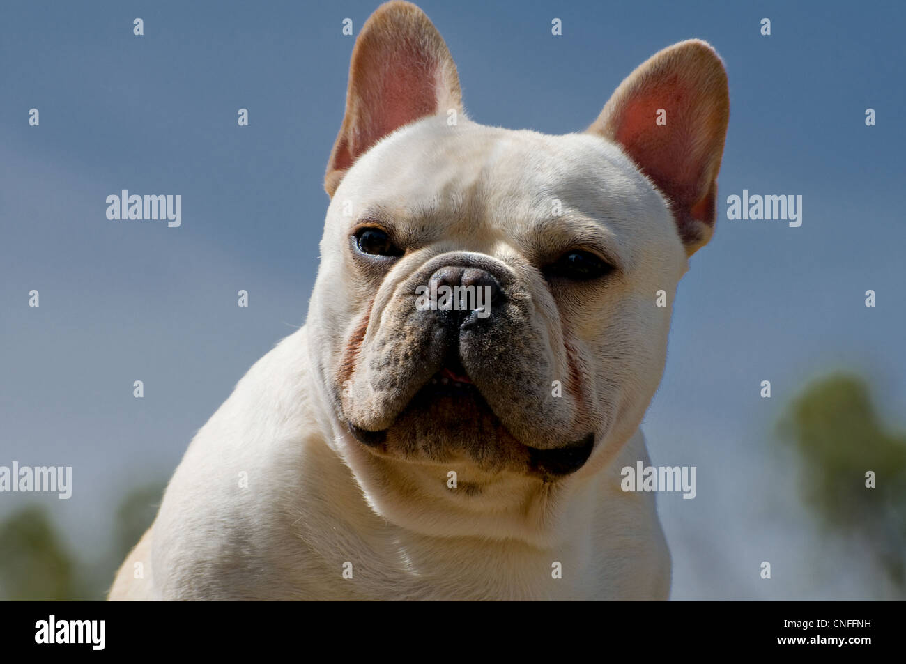 French bulldog-head shot Stock Photo - Alamy