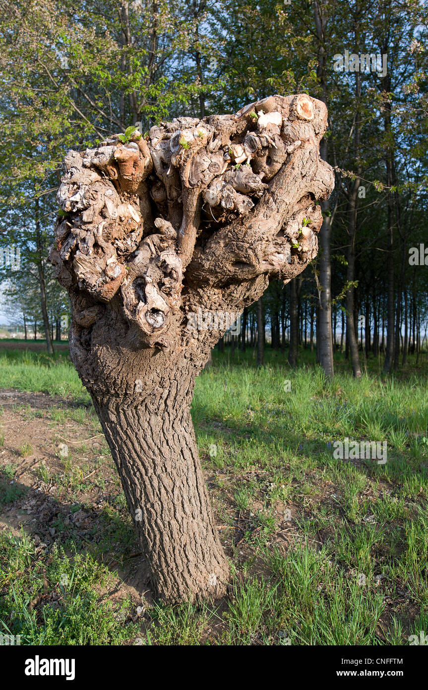 Mulberry Tree Bark Identification