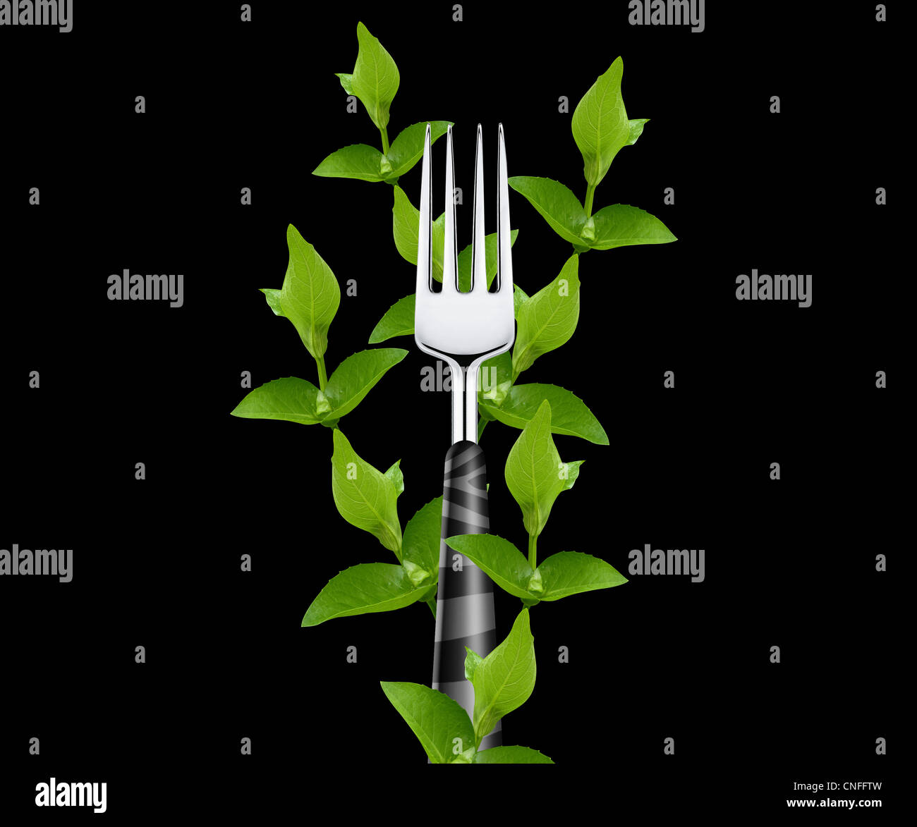 green leaves around Fork isolated on black background Stock Photo - Alamy