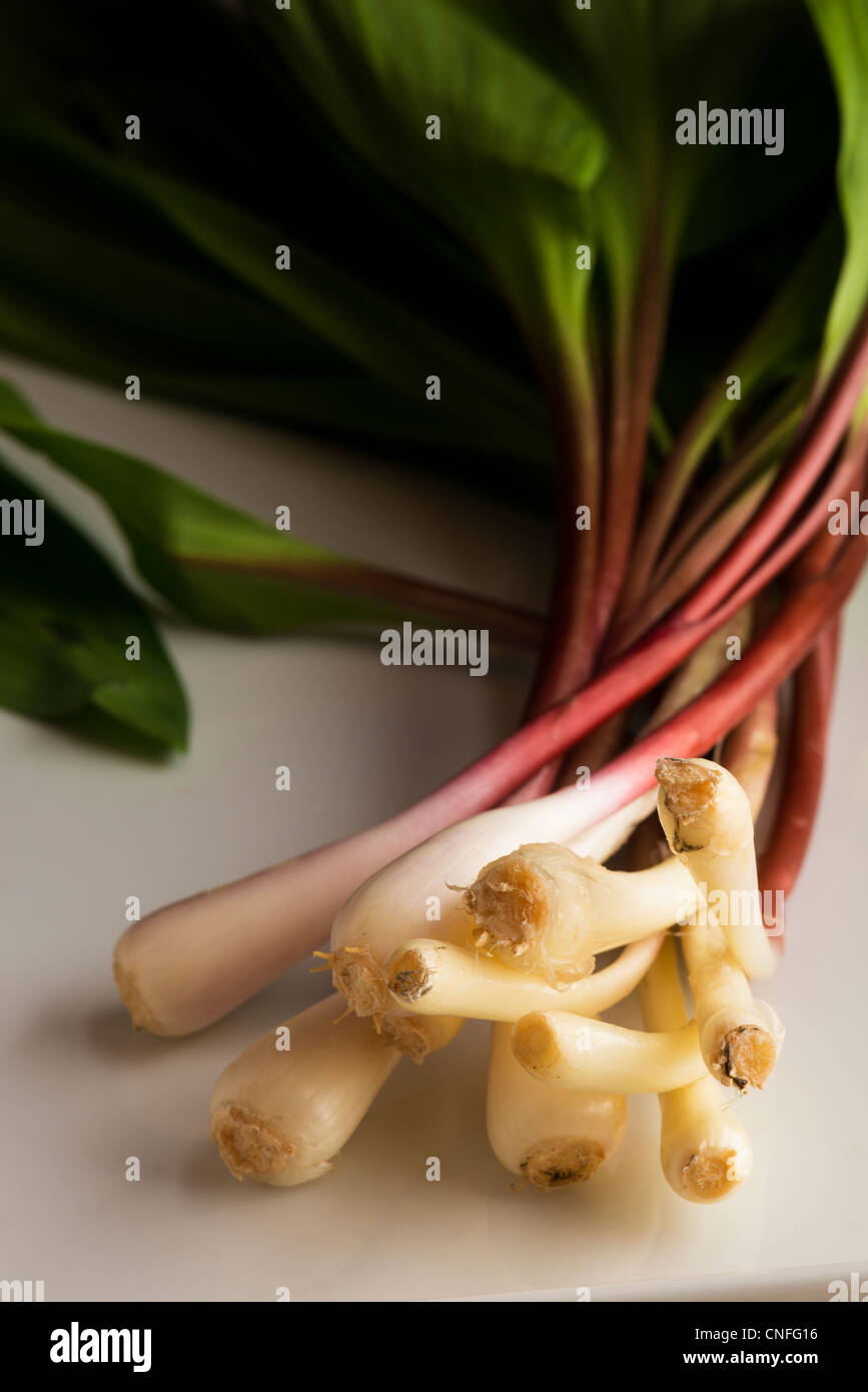 Wild onions hi-res stock photography and images - Alamy