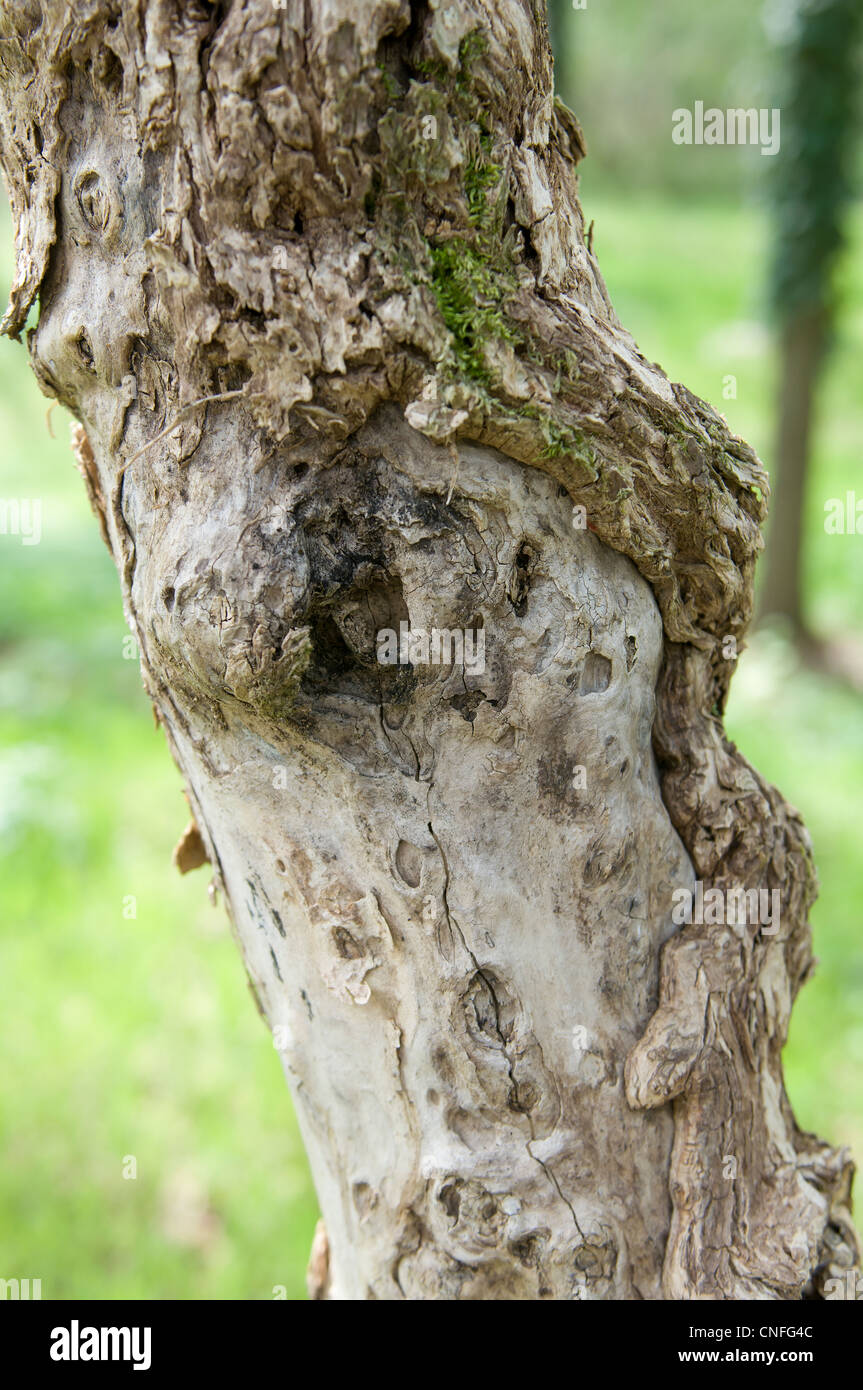 Trunk tree hi-res stock photography and images - Alamy