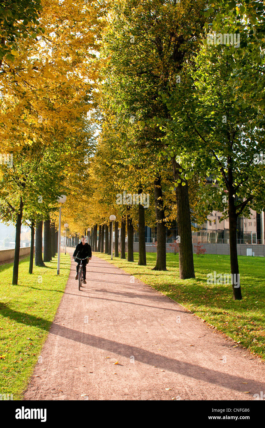 Tree lined bicycle pathway along Elbe River Dresden, Germany Stock ...
