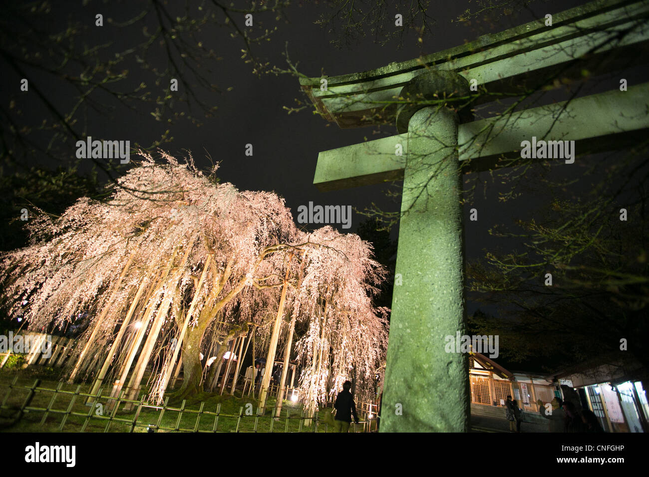 cherry blossom illuminated at night, in Fukui city, Japan Stock Photo ...