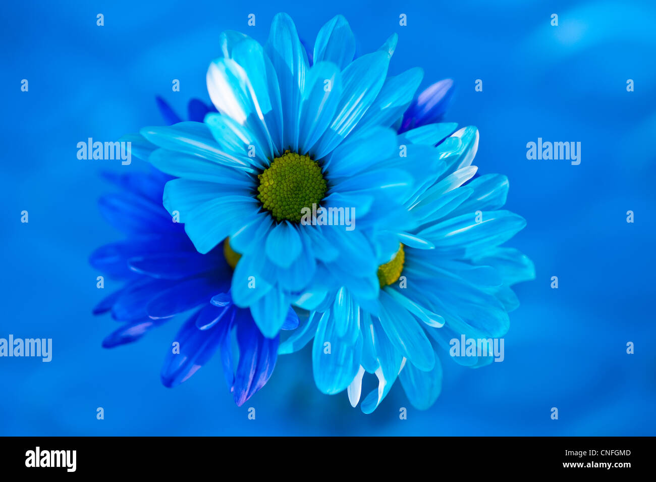 Light Blue Daisy Flower
