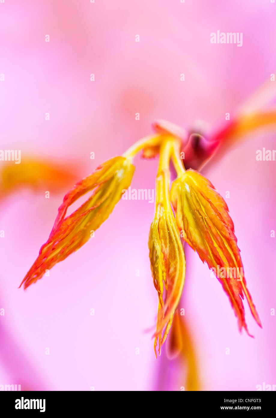 Japanese maple in spring Stock Photo - Alamy
