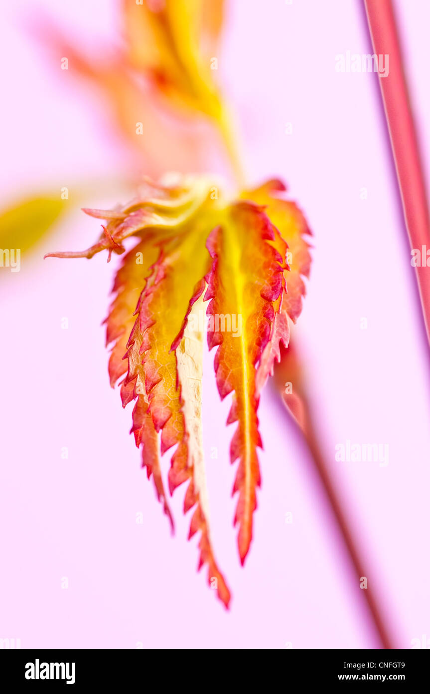 Japanese maple leaf canada tree hi-res stock photography and images - Alamy