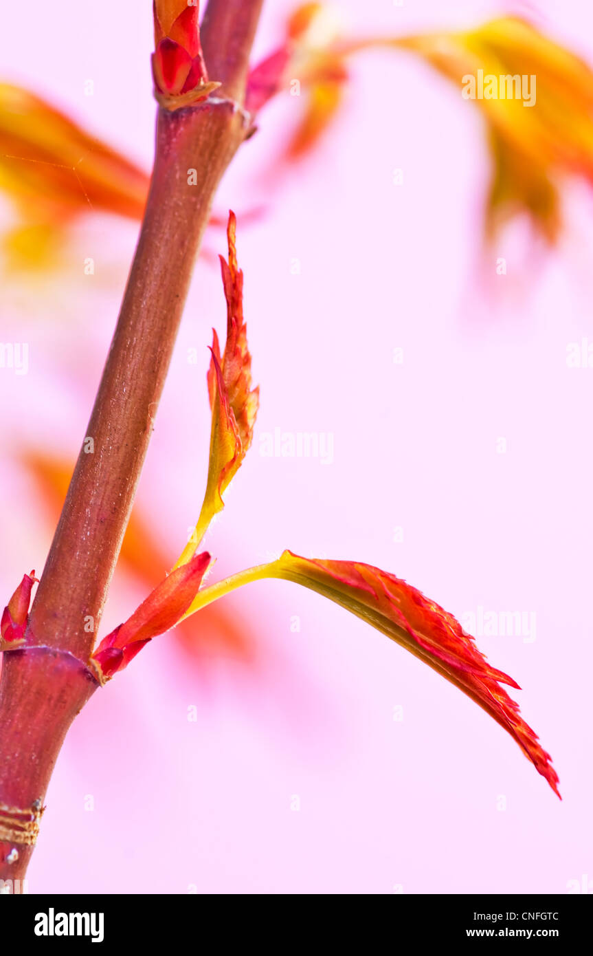 Maple shoots hi-res stock photography and images - Alamy