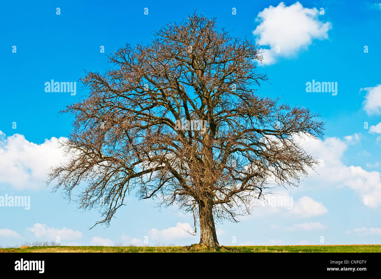 tree in early spring Stock Photo - Alamy