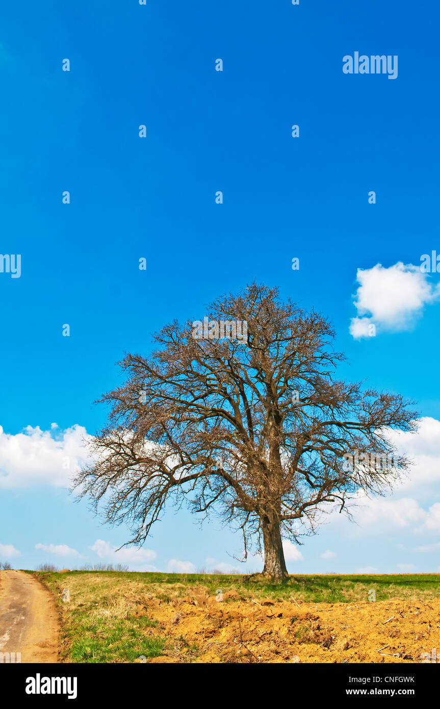 tree in early spring Stock Photo - Alamy