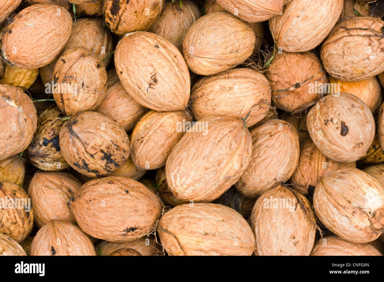 Fruit cortex hi-res stock photography and images - Alamy