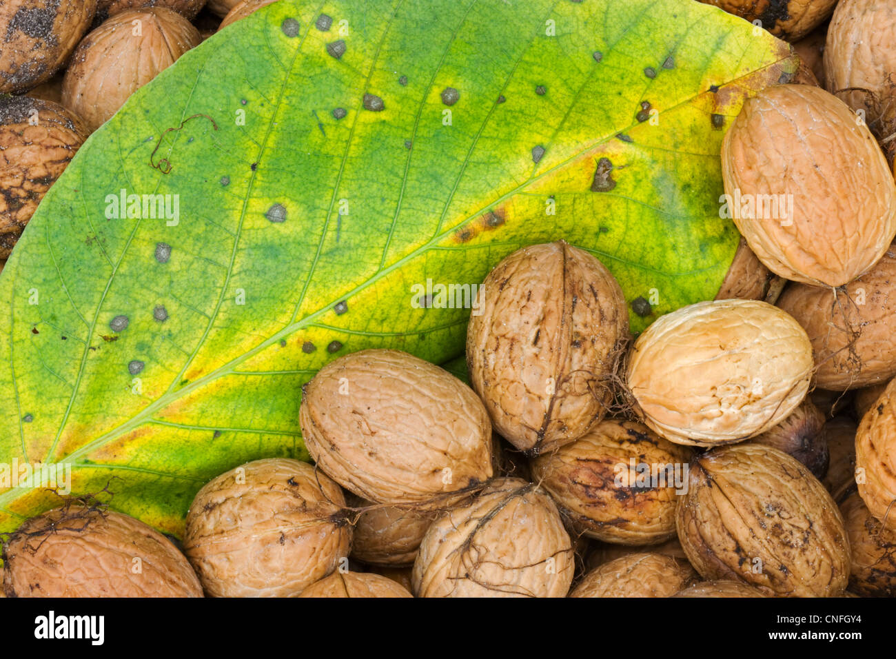 Fruit cortex hi-res stock photography and images - Alamy