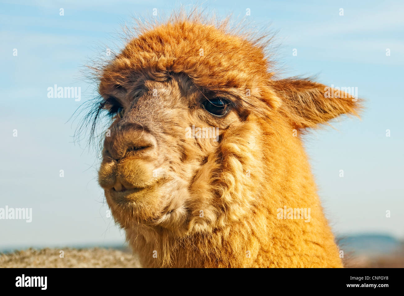 Alpaca male hi-res stock photography and images - Alamy