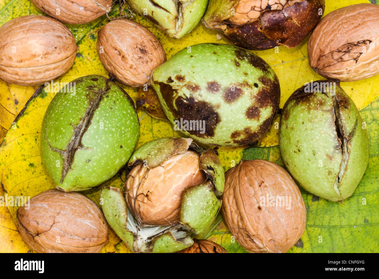 Fruit cortex hi-res stock photography and images - Alamy